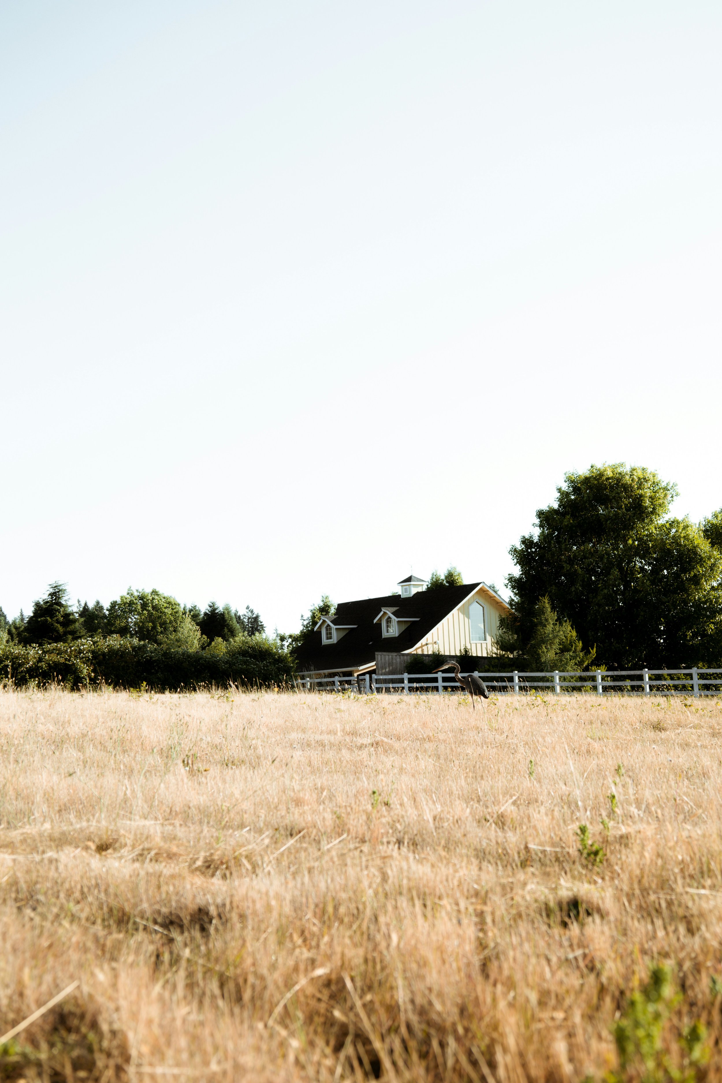 How to Revive Dead Grass: Step-by-Step Guide
