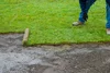 How to Successfully Grow Grass on Dirt