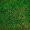 How to Successfully Grow Grass on Dirt