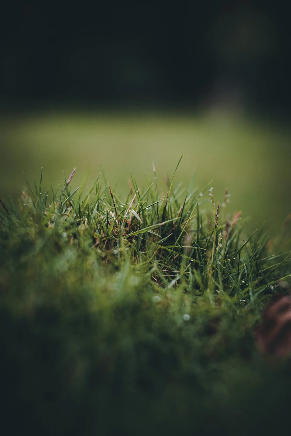 When Does Grass Stop Growing 0149