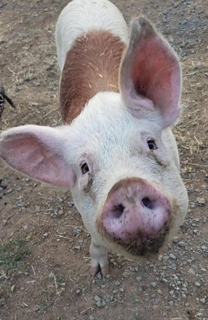 About Us — Turtle Pants Farm