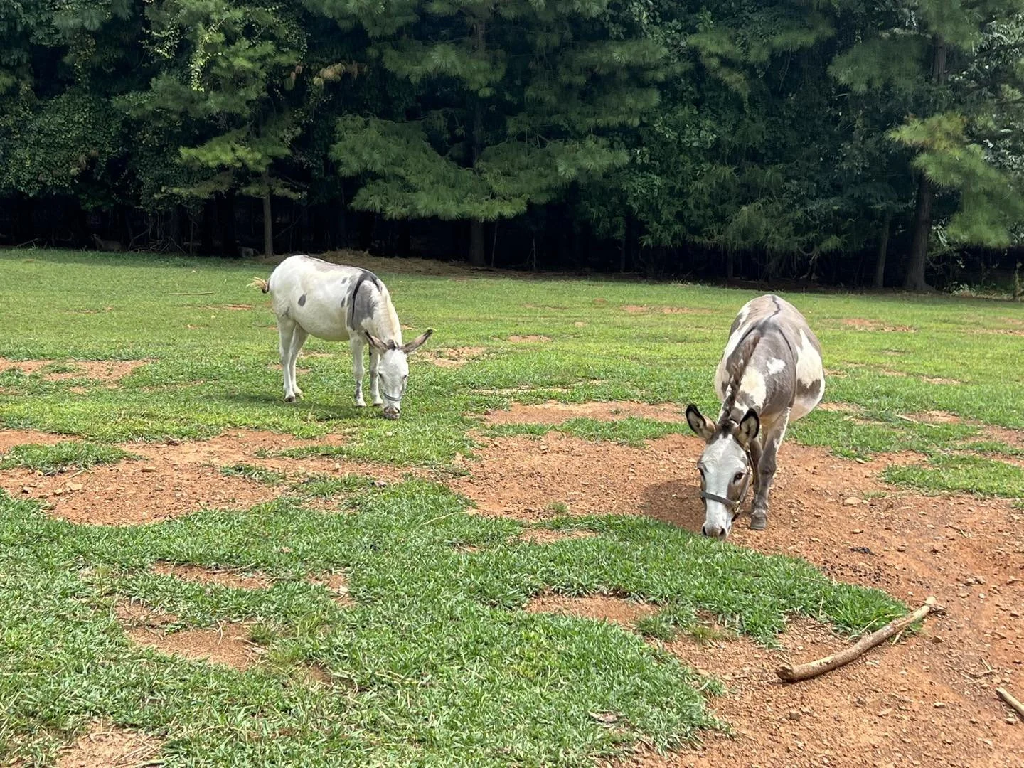 Donkeys — Turtle Pants Farm