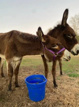 About Us — Turtle Pants Farm