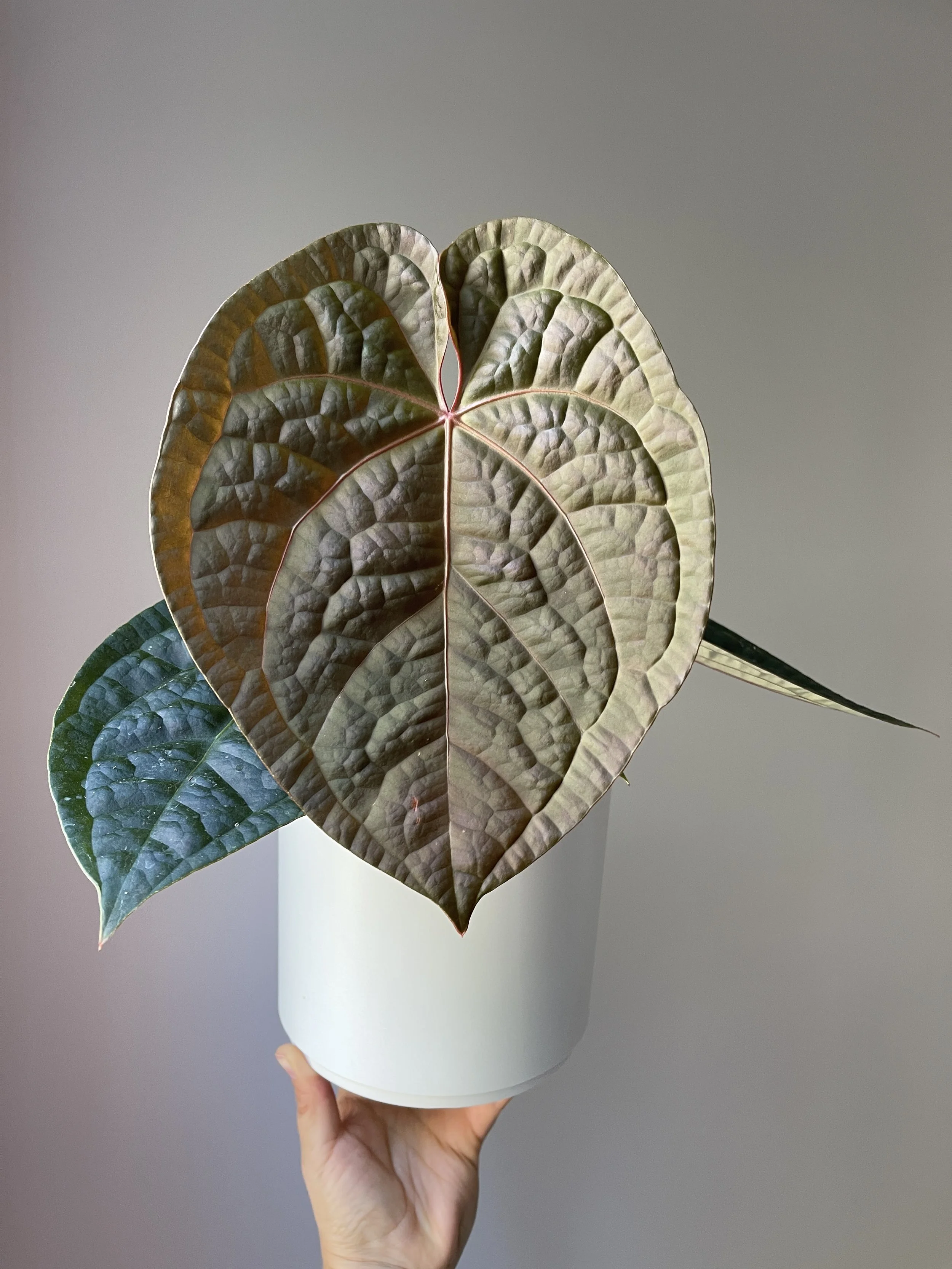 Anthurium Hybrid: Red Crystallinum x Luxurians — All The Plant Babies