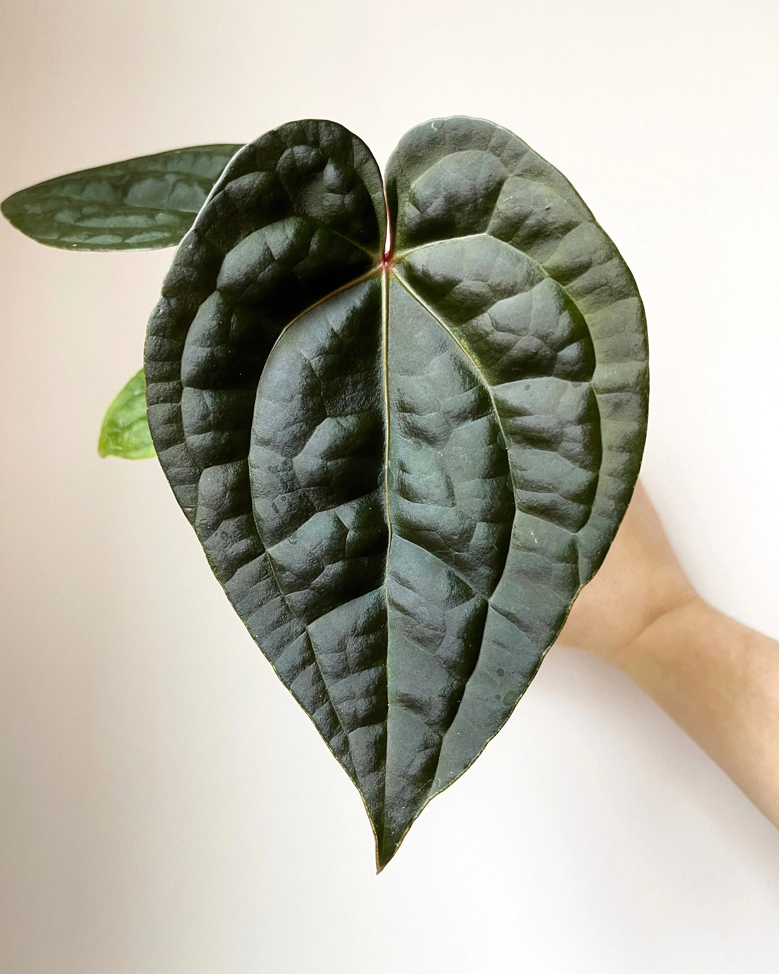 Anthurium Hybrid: Red Crystallinum x Luxurians — All The Plant Babies