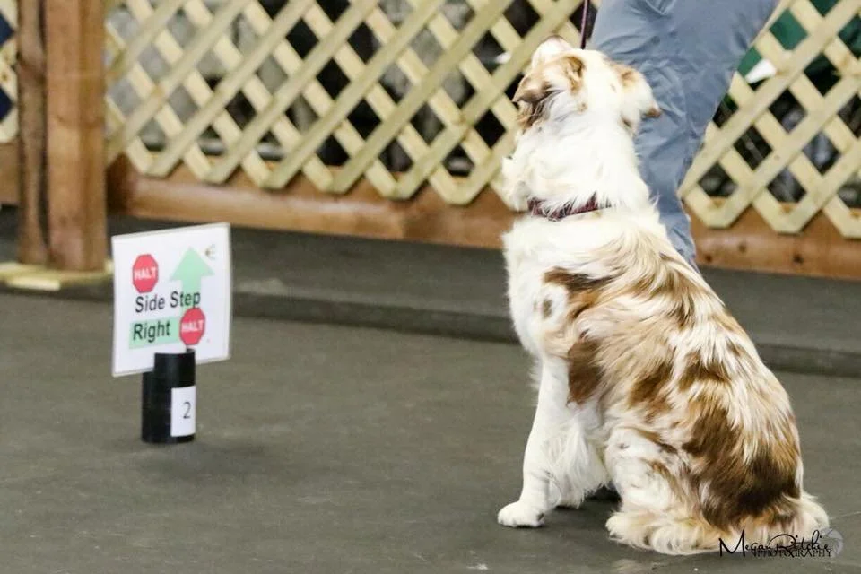 CARO Rally Obedience Trial — High Tails