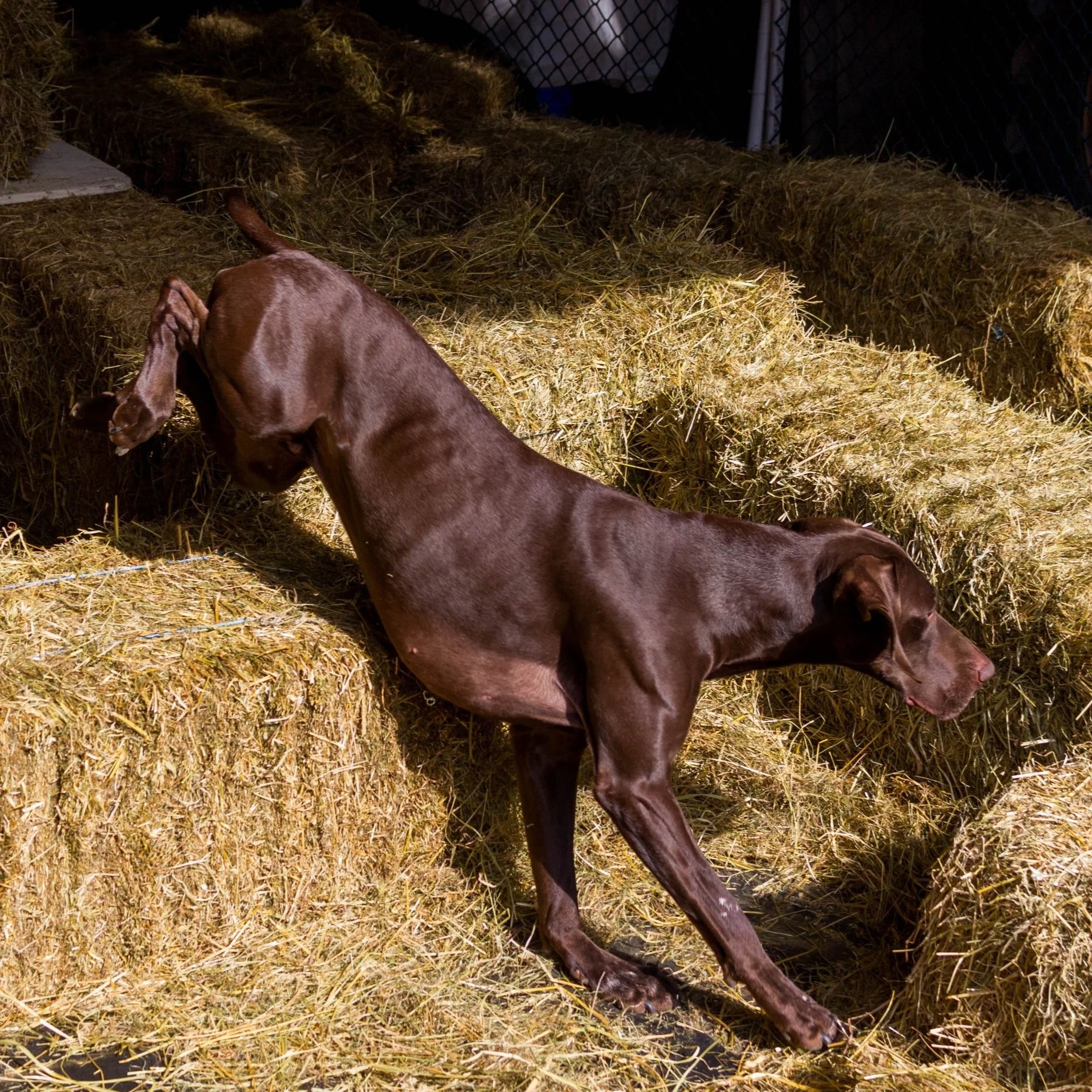 Barn Hunt Lessons — High Tails