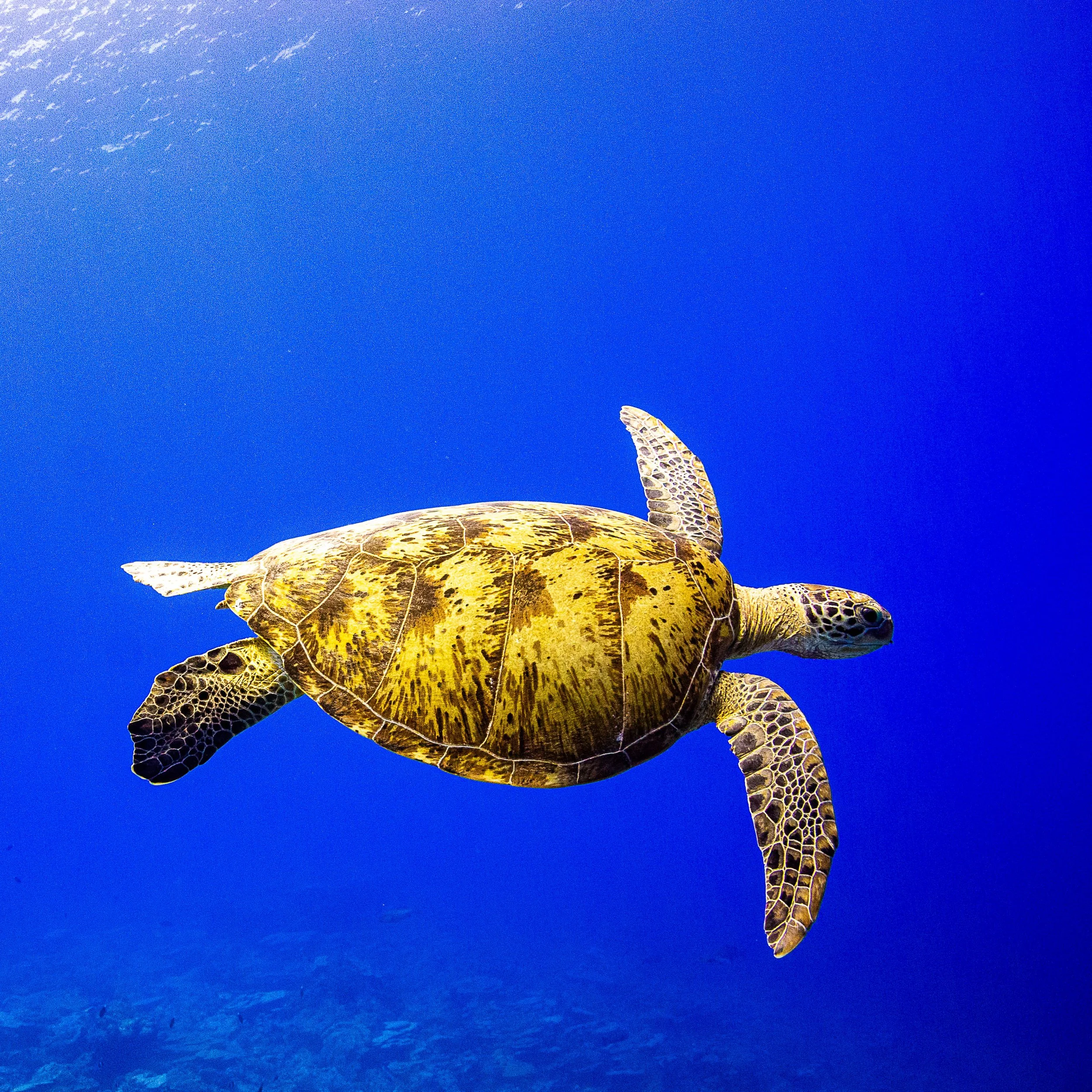 Discover — Aldabra Islands