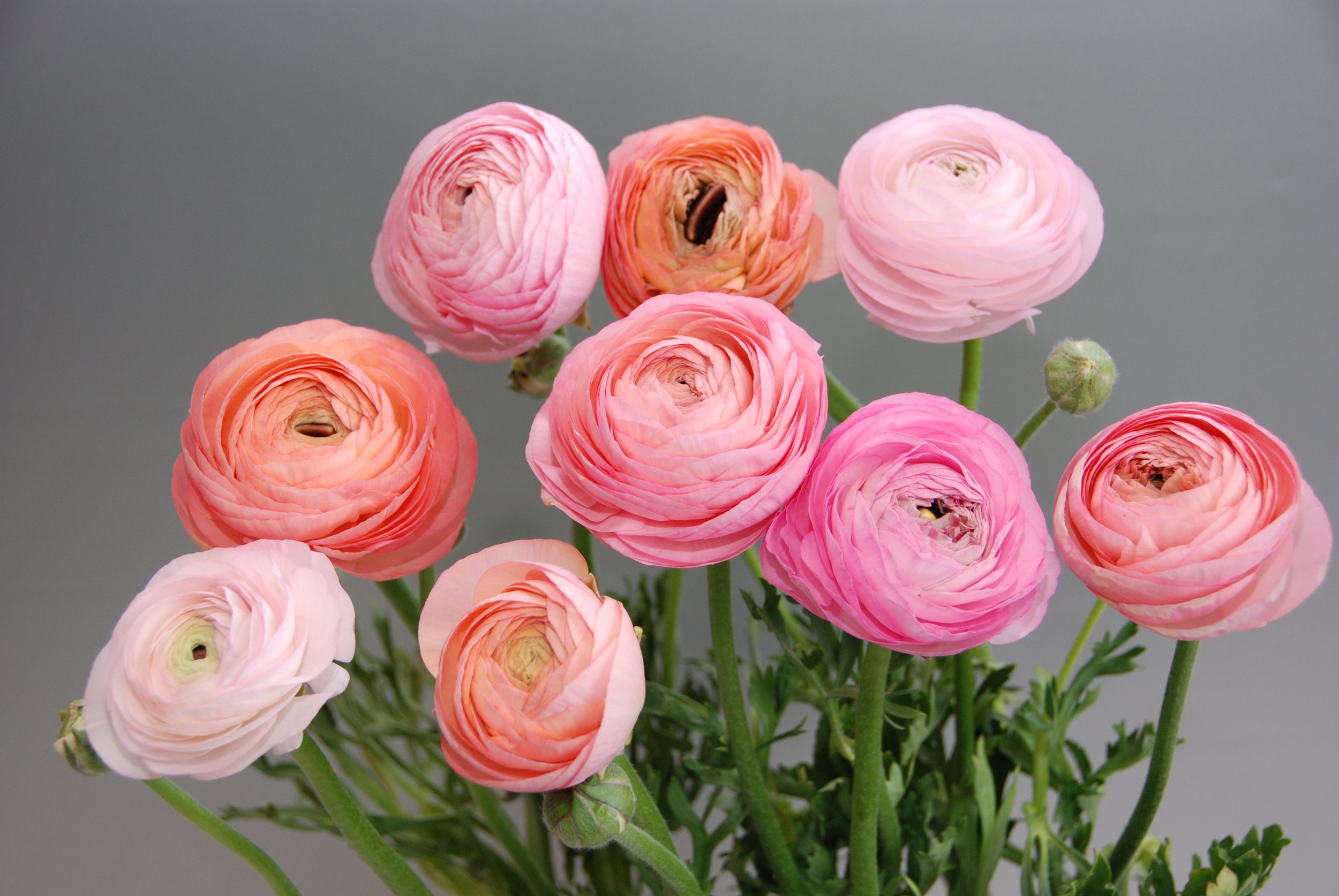 Ranunculus Amandine Pastel Mix — mamalanasflowers