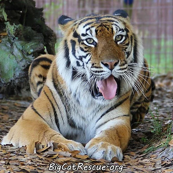 Our Cat Bios | Big Cat Rescue | Wild cats in the wild: Our mission ...