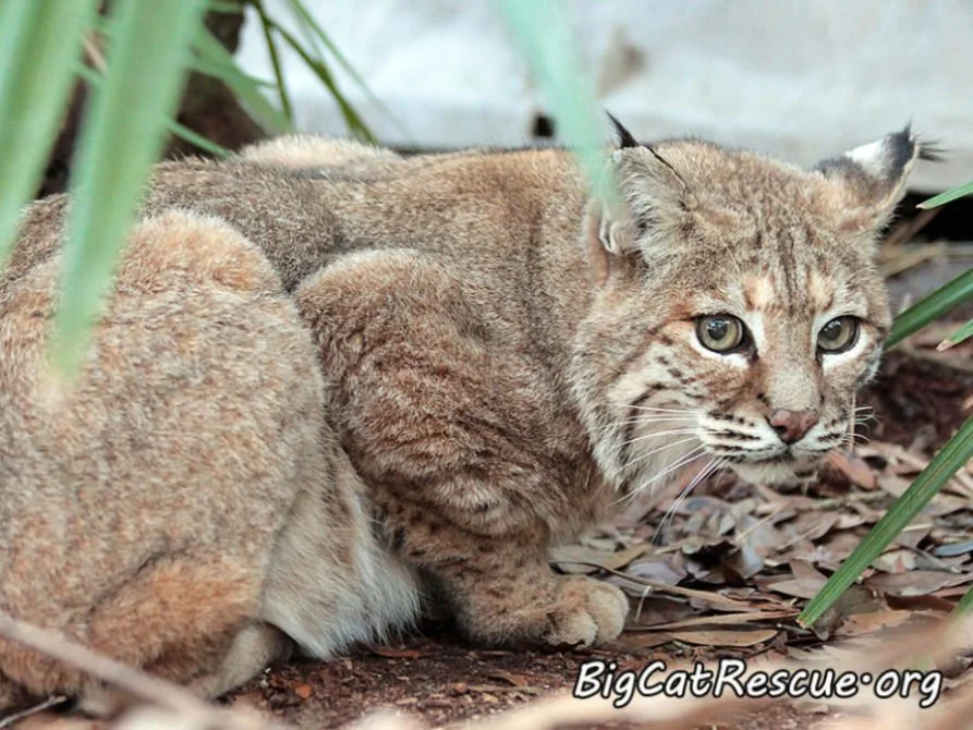Our Cat Bios | Big Cat Rescue | Wild cats in the wild: Our mission ...