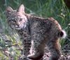 Bobcat Facts | Big Cat Rescue | Wild cats in the wild: Our mission ...