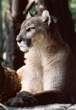 Cougar Facts | Big Cat Rescue | Wild cats in the wild: Our mission ...