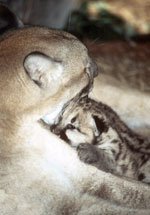 Florida Panther Facts | Big Cat Rescue | Wild cats in the wild: Our ...