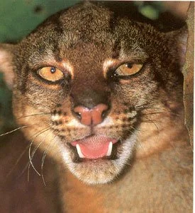 Bay Cat Facts | Big Cat Rescue | Wild cats in the wild: Our mission ...
