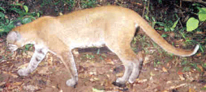 Golden Cat Facts | Big Cat Rescue | Wild cats in the wild: Our mission ...