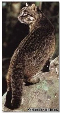 Iriomote Cat Facts | Big Cat Rescue | Wild cats in the wild: Our ...