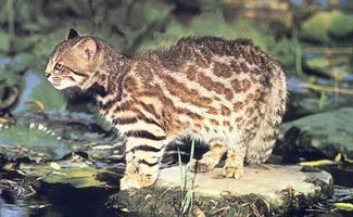 Pampas Cat Facts | Big Cat Rescue | Wild cats in the wild: Our mission ...