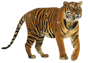Tiger Facts | Big Cat Rescue | Wild cats in the wild: Our mission ...