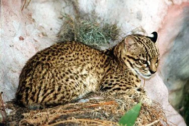 Geoffroy's Cat Facts | Big Cat Rescue | Wild cats in the wild: Our ...