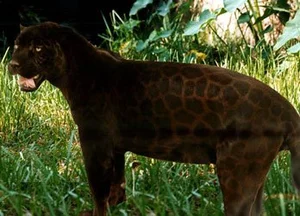 Jaguar Facts | Big Cat Rescue | Wild cats in the wild: Our mission ...