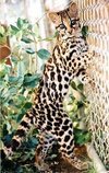 Margay Facts | Big Cat Rescue | Wild cats in the wild: Our mission ...