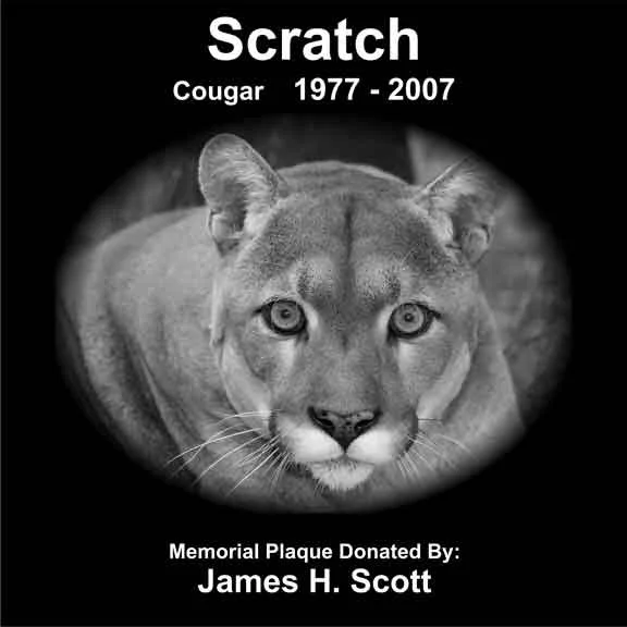 Scratch Cougar | Big Cat Rescue | Wild cats in the wild: Our mission ...