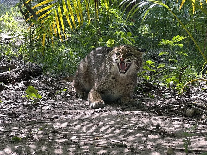 Winter | Big Cat Rescue | Wild cats in the wild: Our mission, their future.