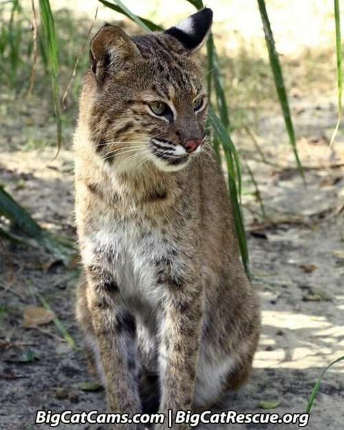 Bailey | Big Cat Rescue | Wild cats in the wild: Our mission, their future.