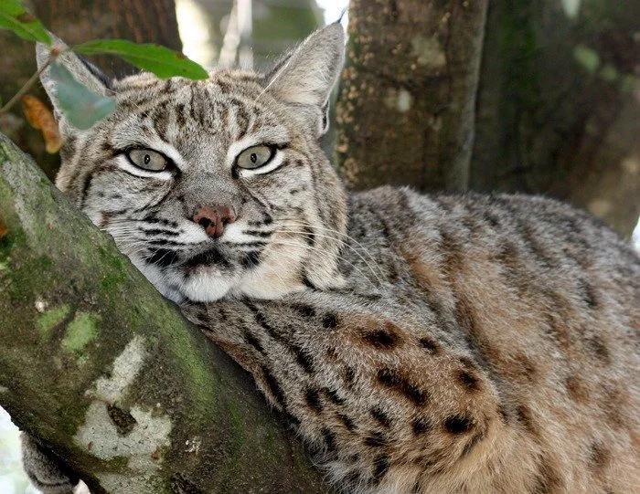 Bobcat Facts | Big Cat Rescue | Wild cats in the wild: Our mission ...