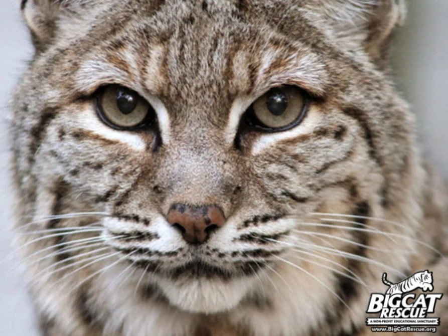 Cleo-cat-tra | Big Cat Rescue | Wild cats in the wild: Our mission ...