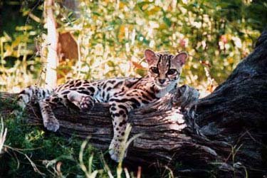 Margay Facts | Big Cat Rescue | Wild cats in the wild: Our mission ...