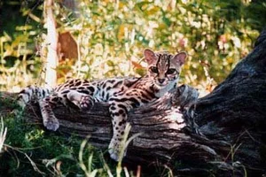 Margay Facts | Big Cat Rescue | Wild cats in the wild: Our mission ...