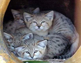 Sand Cat Facts | Big Cat Rescue | Wild cats in the wild: Our mission ...