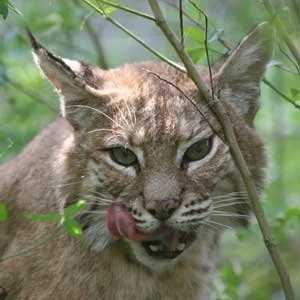 Banshee | Big Cat Rescue | Wild cats in the wild: Our mission, their ...