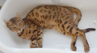 Hybrid Facts | Big Cat Rescue | Wild cats in the wild: Our mission ...