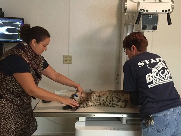 Cherokee | Big Cat Rescue | Wild cats in the wild: Our mission, their ...
