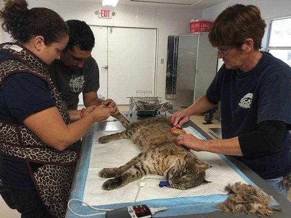 Cherokee | Big Cat Rescue | Wild cats in the wild: Our mission, their ...