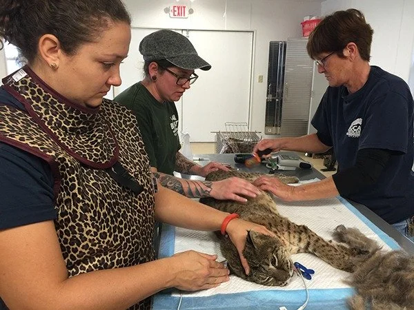 Cherokee | Big Cat Rescue | Wild cats in the wild: Our mission, their ...