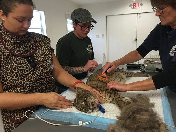 Cherokee | Big Cat Rescue | Wild cats in the wild: Our mission, their ...