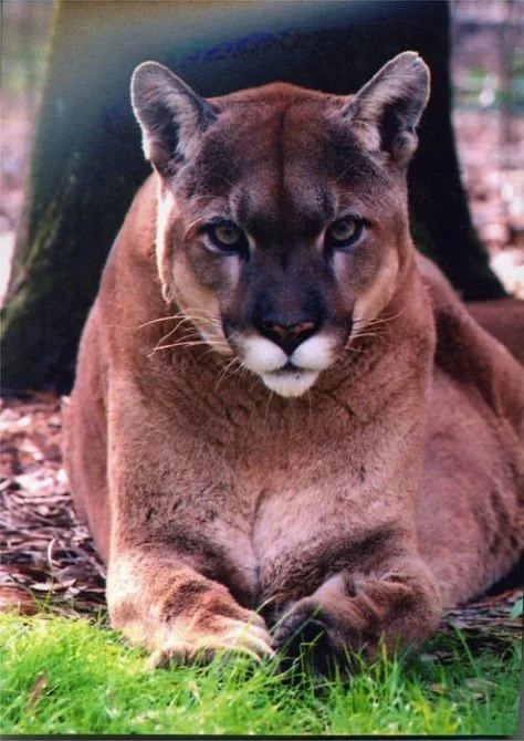 Scratch Cougar | Big Cat Rescue | Wild cats in the wild: Our mission ...