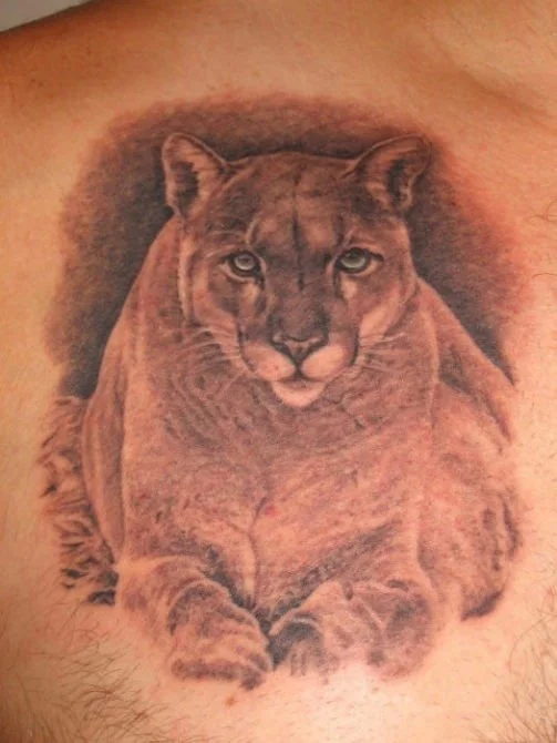 Scratch Cougar | Big Cat Rescue | Wild cats in the wild: Our mission ...