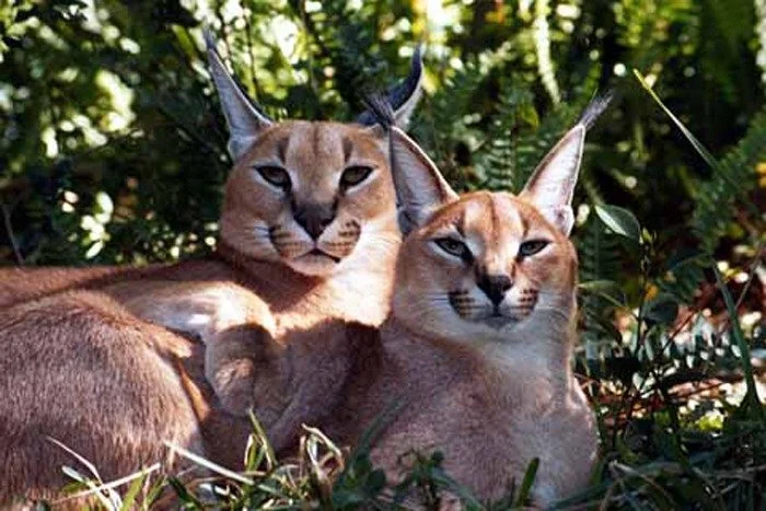 Elijah | Big Cat Rescue | Wild cats in the wild: Our mission, their future.