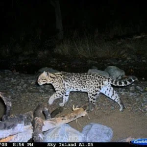Save Wild Cats | Big Cat Rescue | Wild cats in the wild: Our mission ...