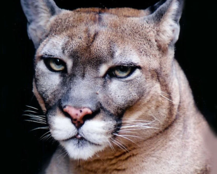 Florida Panther Facts | Big Cat Rescue | Wild cats in the wild: Our ...