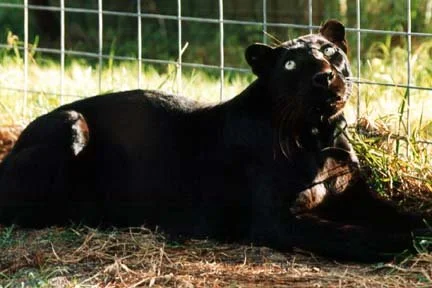Venus | Big Cat Rescue | Wild cats in the wild: Our mission, their future.