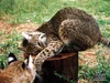 Sundance | Big Cat Rescue | Wild cats in the wild: Our mission, their ...