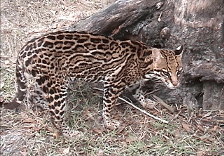 Panama Jack | Big Cat Rescue | Wild cats in the wild: Our mission ...