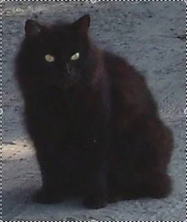 Phoenix Cat | Big Cat Rescue | Wild cats in the wild: Our mission ...