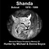 Shanda | Big Cat Rescue | Wild cats in the wild: Our mission, their future.